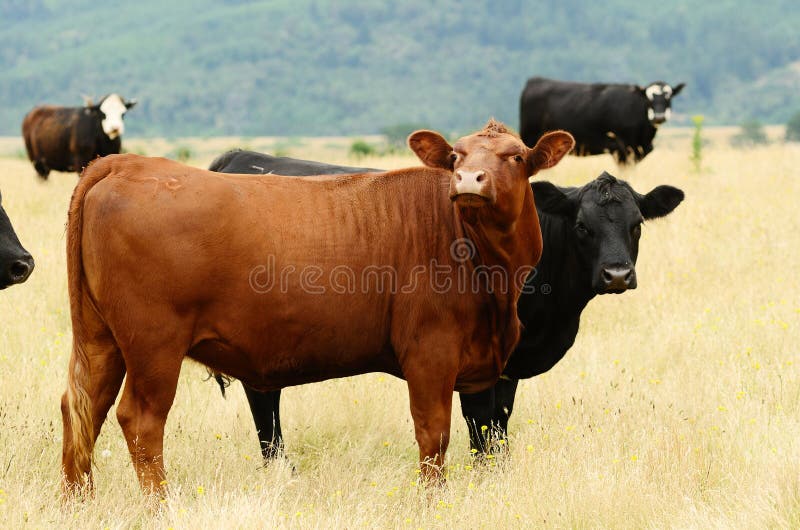 Angus Cross stock image. Image of meadow, field, angus - 20649555