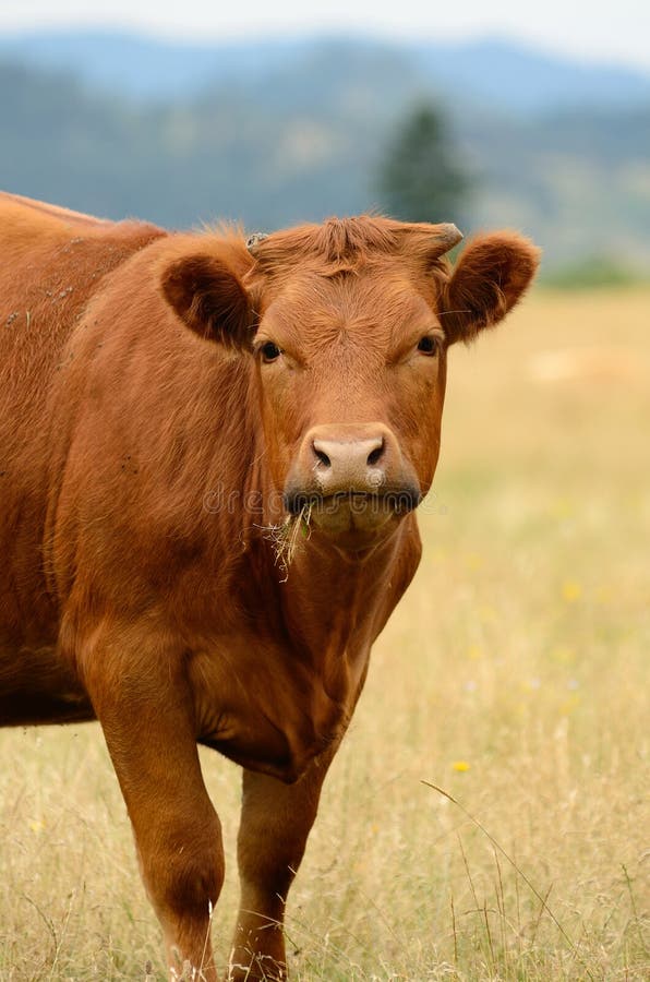 Red Angus Cow in Grassy Field Front View Stock Photo - Image of grassy ...
