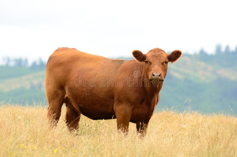 Angus Cross stock photo. Image of angus, animal, ranch - 20649814