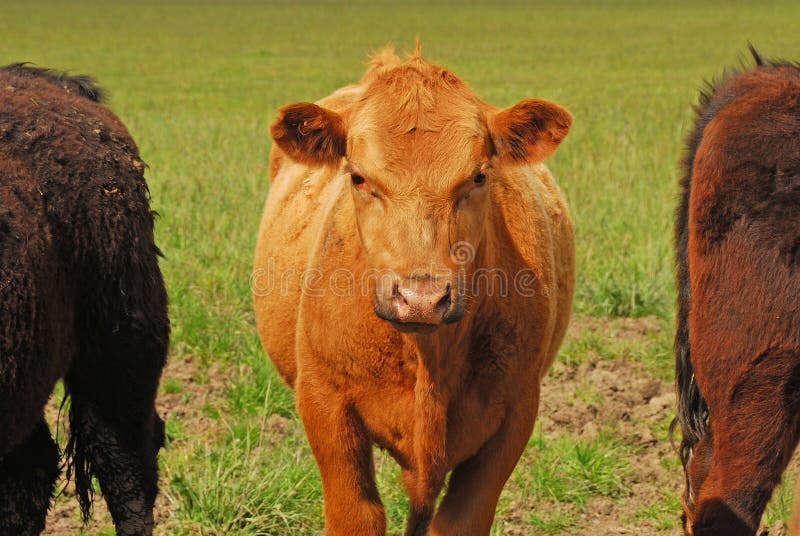 Angus Cross stockbild. Bild von herde, landwirtschaft - 38739697