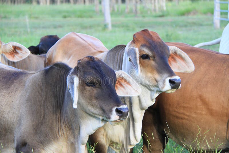 Angus cross brahman cattle stock photo. Image of agriculture - 85387908