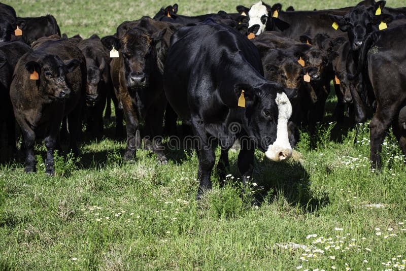 Angus Crossbred Beef Cattle in Spring Pasture Stock Photo - Image of ...