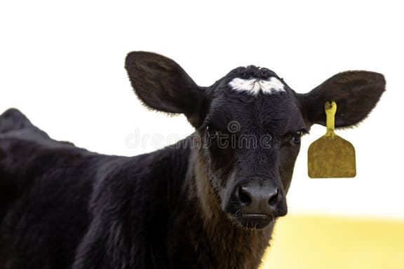 Angus crossbred calf face stock photo. Image of angus - 83370324