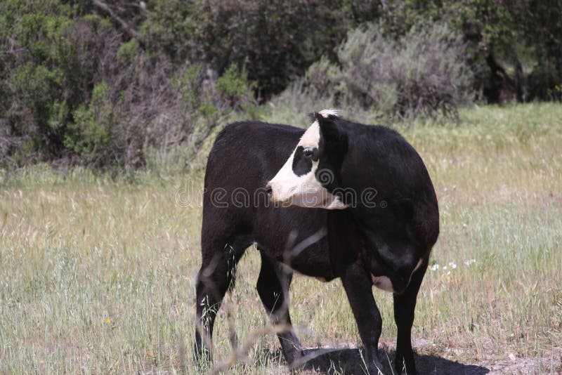 Angus stock image. Image of hooves, field, heifer, hesitant - 52172093