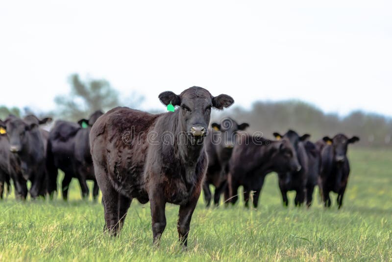 Angus Herd with Heifer in Foreground Stock Photo - Image of animal ...