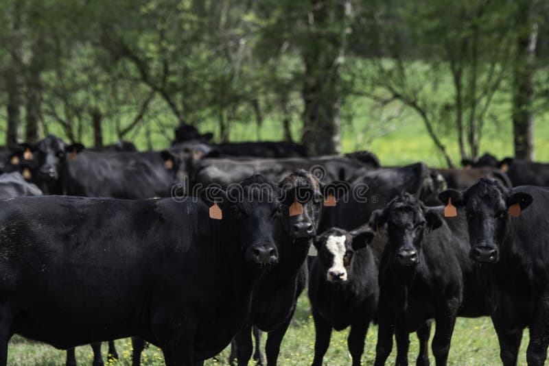 Angus Herd Looking at Camera in Spring Stock Image - Image of green ...