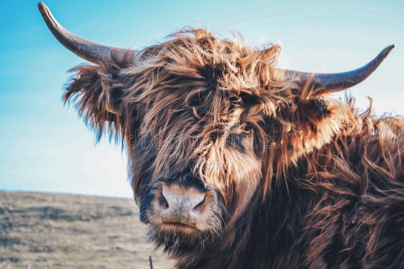 Scottish Highland Cow Hairy Scottish Yak Stock Afbeelding - Image of ...