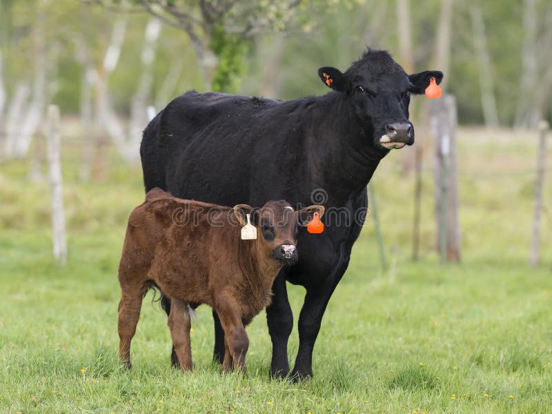 Angus-Kuh und -kalb stockfoto. Bild von kalb, weide, minnesota - 77675622