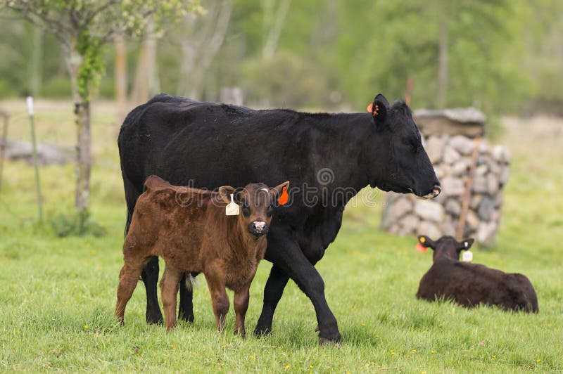 Angus-Kuh und -kalb stockbild. Bild von kalbt, schwarzes - 77675693