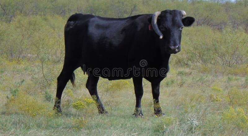 Angus Negro Con El Cuerno Quebrado Imagen de archivo - Imagen de ganado ...
