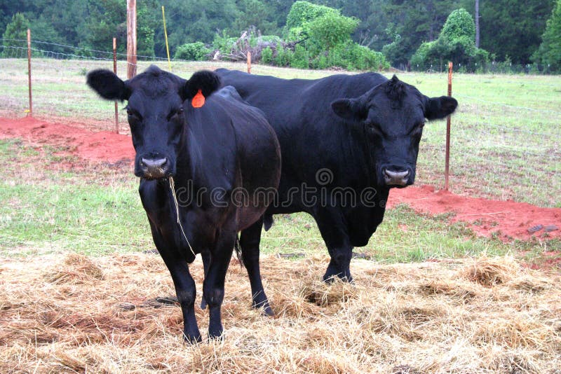 Angus nero Bull e mucca immagine stock. Immagine di nero - 2703643