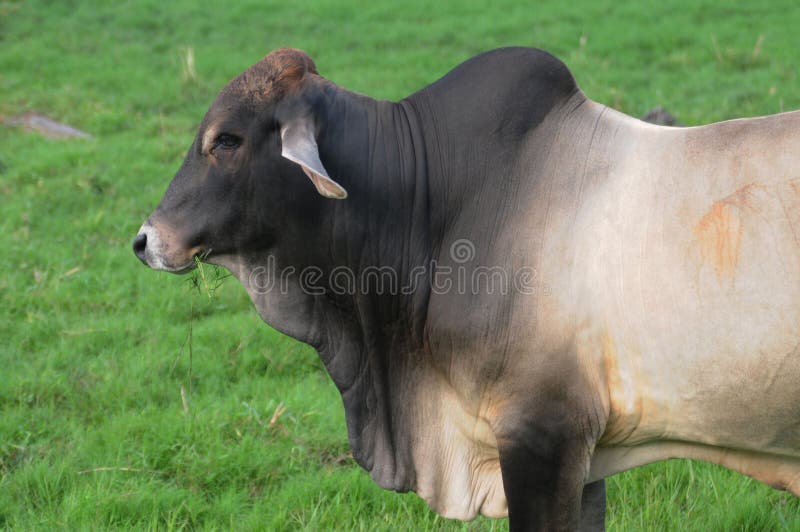 Ganado de la vaca del cebú foto de archivo. Imagen de verde - 26213638