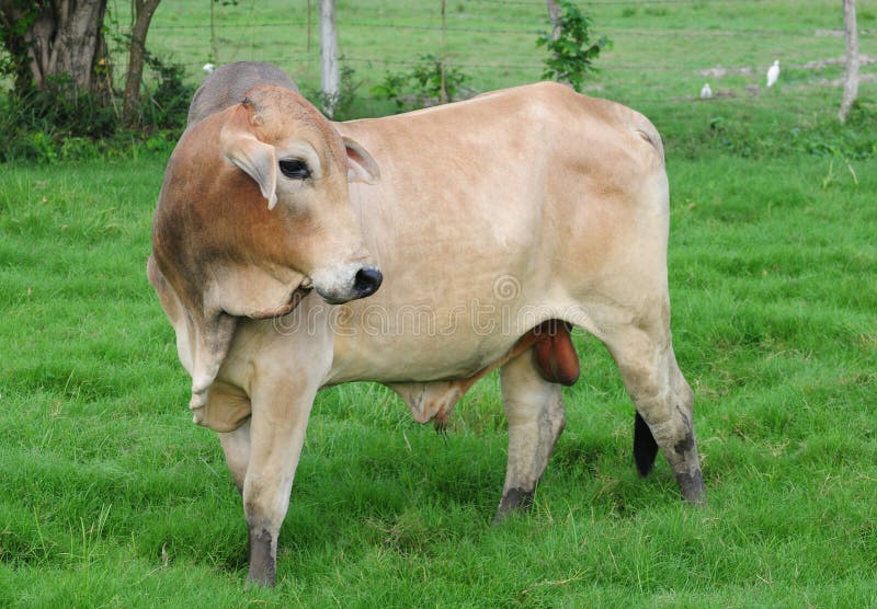 Ganado de la vaca del cebú foto de archivo. Imagen de verde - 26213638