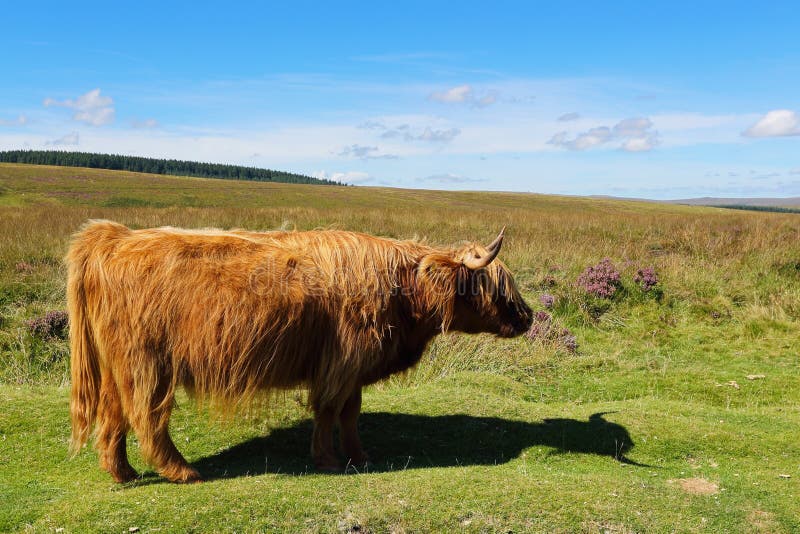 Angus ox stock image. Image of angus, outdoor, bull, milk - 81161613