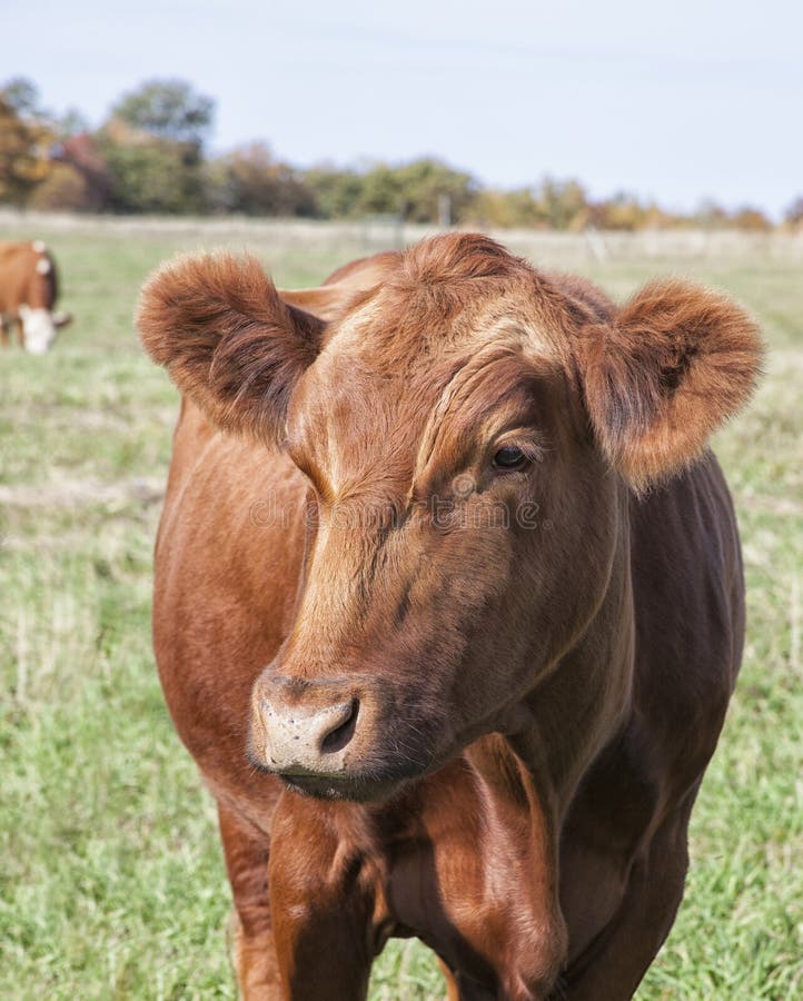Angus rojo imagen de archivo. Imagen de midwest, animal - 35329411