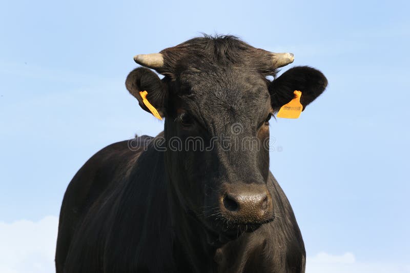 Angus-Stier, Der Im Jungen Sagebrush Steht Stockbild - Bild von ...