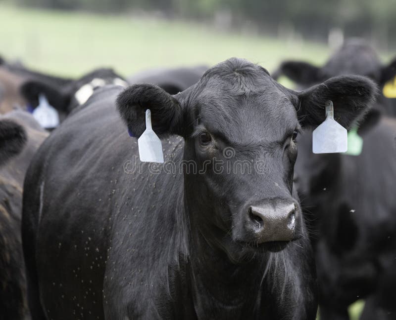 Angus Stocker Heifer with Blue Ear Tags Stock Photo - Image of tags ...