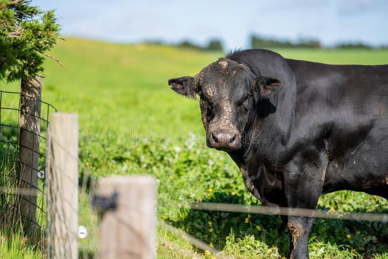 Angus and Wagyu Stud Cows and Bulls on a Farm Stock Image - Image of ...