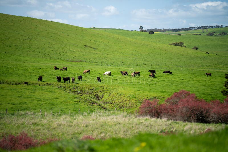Angus and Wagyu Stud Cows and Bulls on a Farm Stock Photo - Image of ...