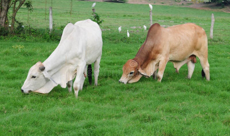 Angus or Zebu stock photo. Image of cattle, grass, ranch - 12023508