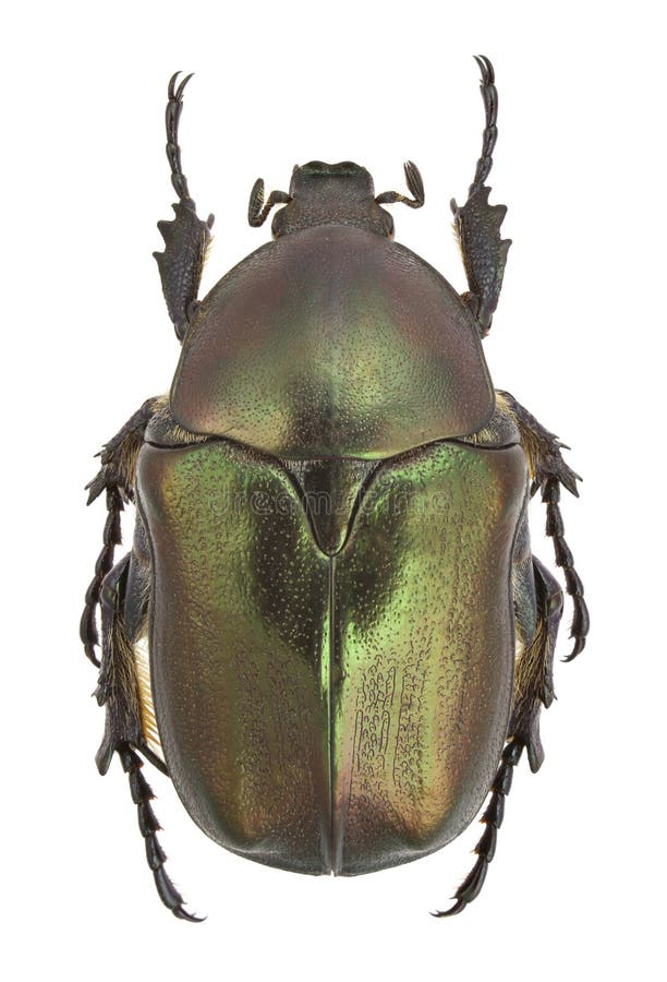 Angustata de Protaetia imagen de archivo. Imagen de animal - 18435261