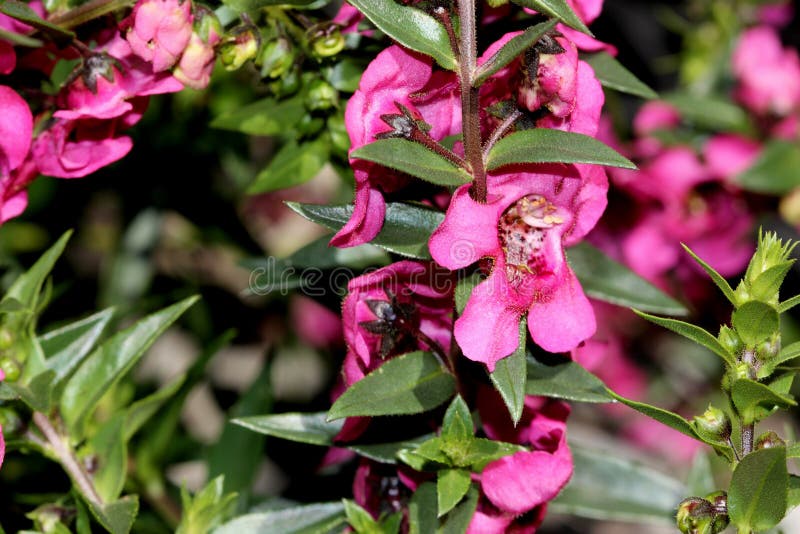 Angustifolia 'Carita Raspberry' Di Angelonia Fotografia Stock ...