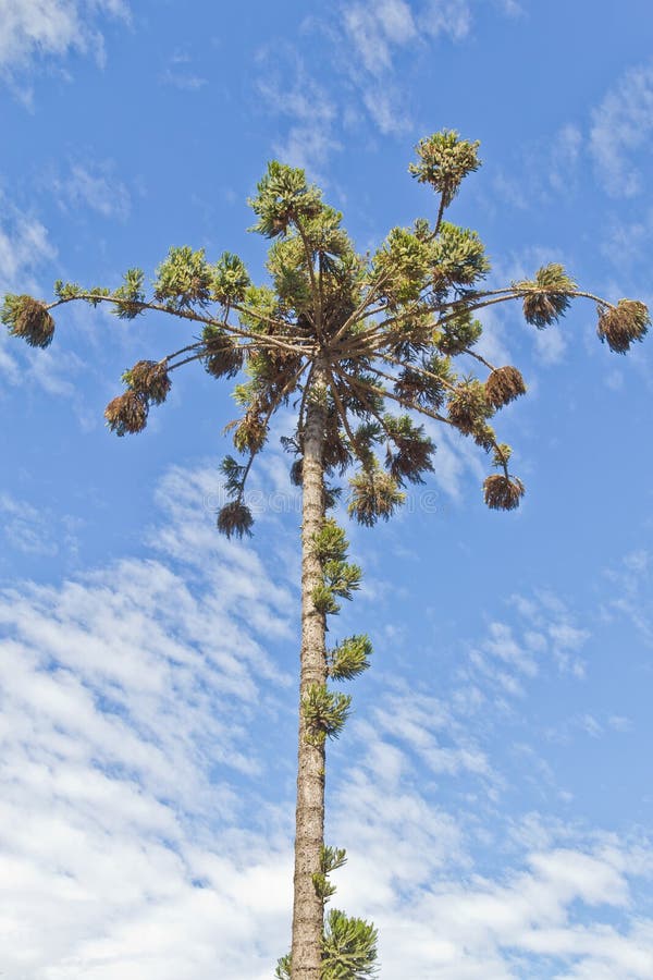 Pino De Paraná Araucaria Angustifolia Es Una Especie Del Conifer Genus ...