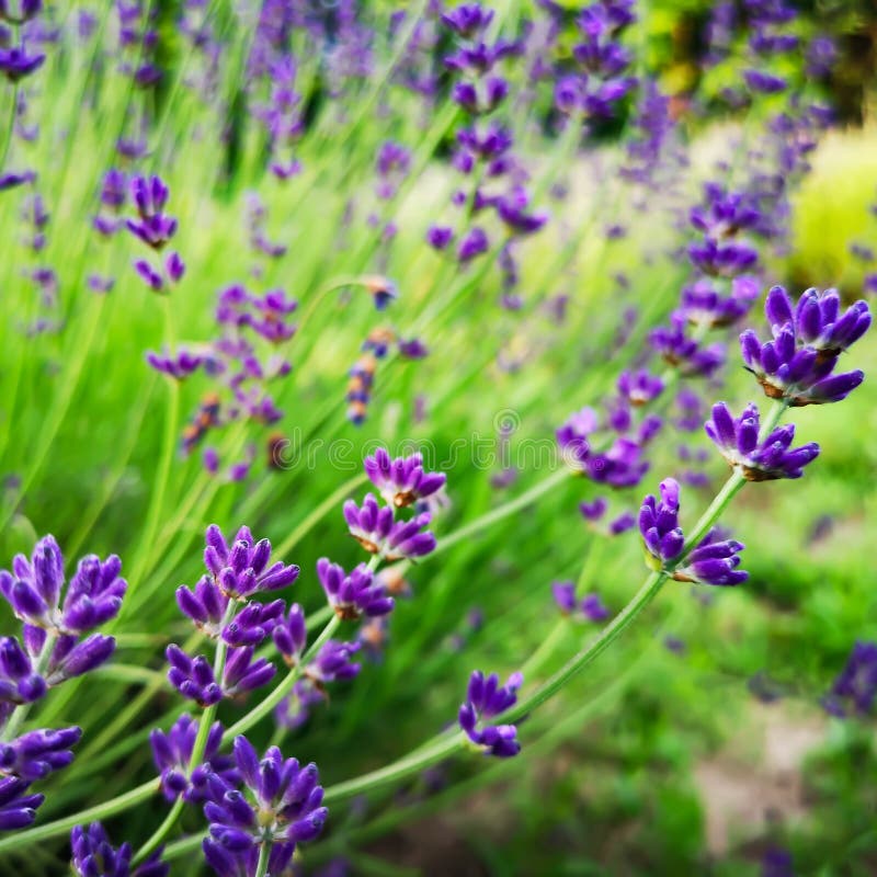 Angustifolia True Lavander Violet Color Stock Photo - Image of lavander ...