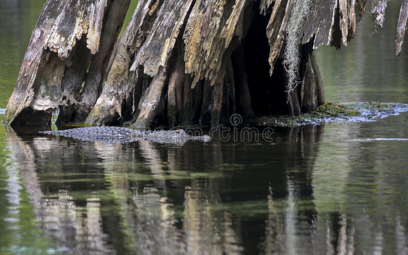 Cypress Tree Stumps - Chipola River Panoramic Stock Photo - Image of ...