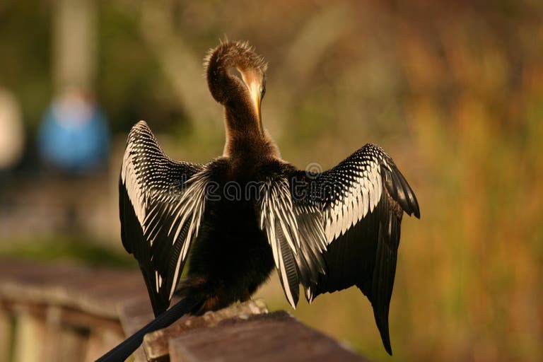 140 Anhinga Trail Birds Stock Photos - Free & Royalty-Free Stock Photos ...