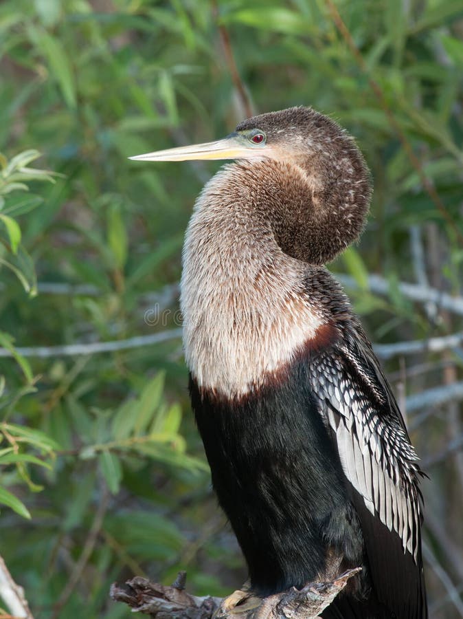 Anhinga stock photo. Image of conservation, wild, predator - 40680040