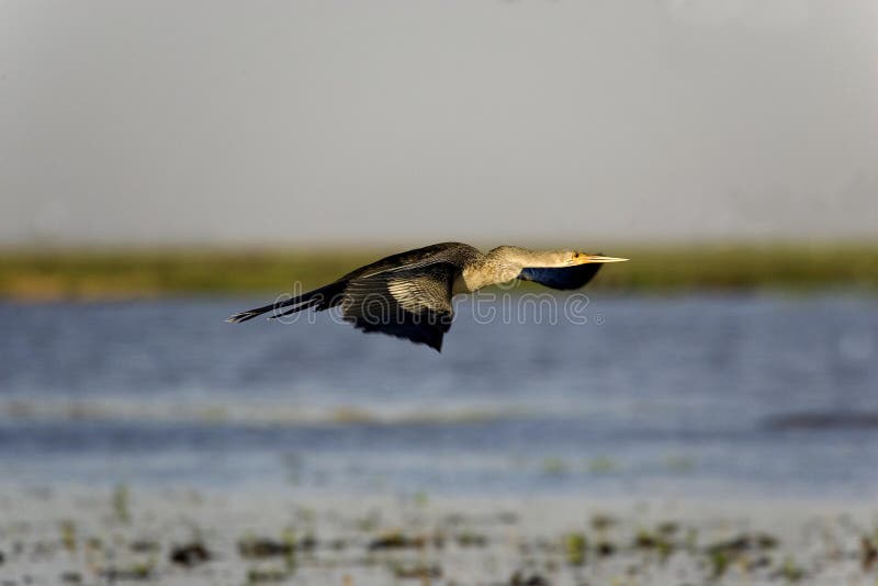 Anhinga or American Darter, Anhinga Anhinga, in Flight, Los Lianos in ...