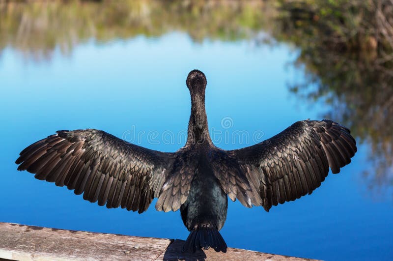 Anhinga stock image. Image of feathers, bird, wings, long - 36971735
