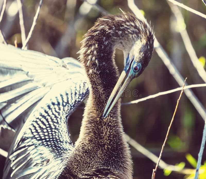 Anhinga stock photo. Image of florida, ecosystem, fisher - 54156090