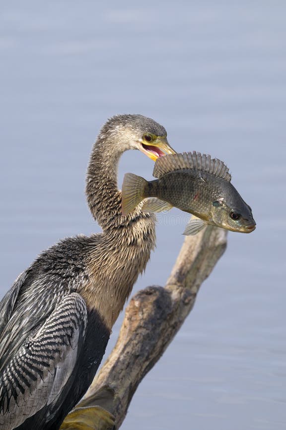Anhinga, anhinga anhinga stock photo. Image of dive, marsh - 12887788
