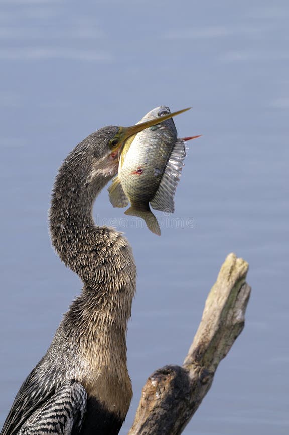 Anhinga, anhinga anhinga stock image. Image of bird, marsh - 12887825