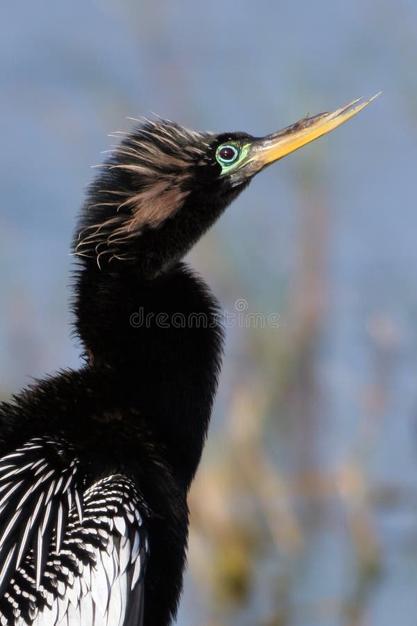 Anhinga, Anhinga anhinga stock image. Image of beak, bird - 13328329