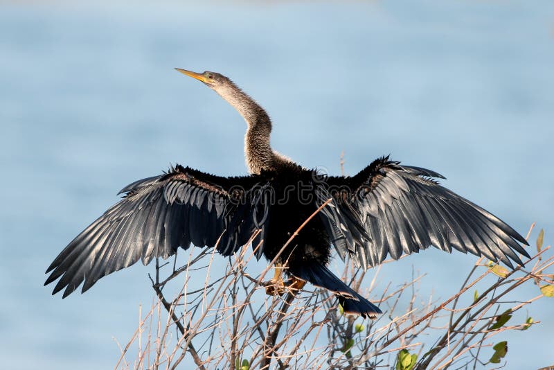 Anhinga, Anhinga anhinga stock photo. Image of beak, anhinga - 13328372