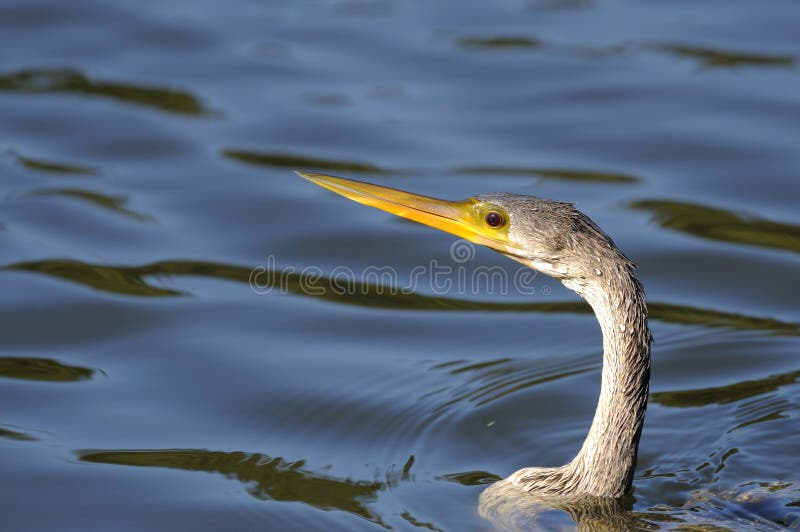 Anhinga, anhinga anhinga stock image. Image of animal - 13513565