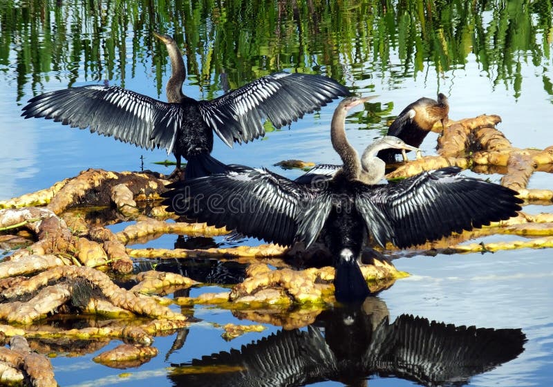 Anhinga (Anhinga anhinga) stock photo. Image of anhingas - 43533848