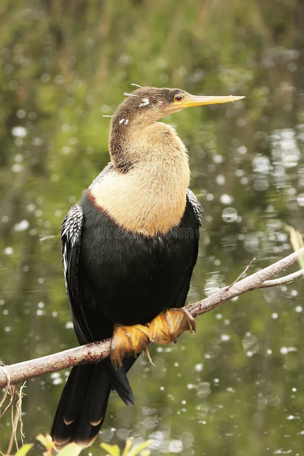Anhinga (Anhinga Anhinga) Female Stock Photo - Image of wildlife ...