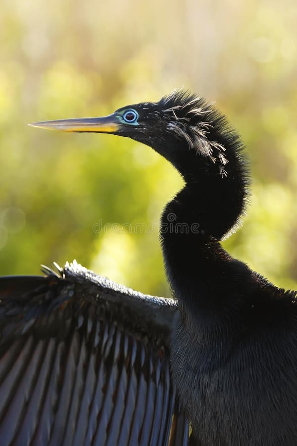 Anhinga male bird stock image. Image of grasses, anhingidae - 864127