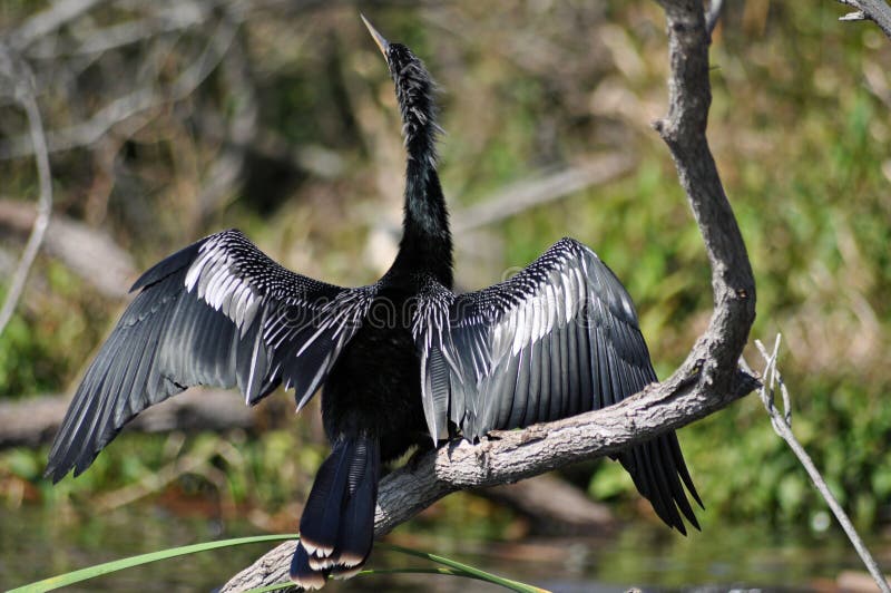 Anhinga bird stock image. Image of lake, standing, green - 12761157