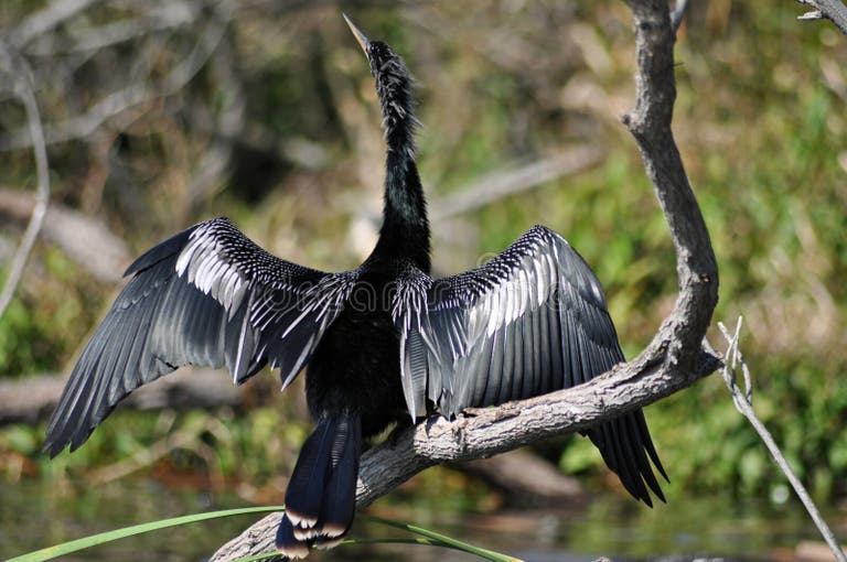 Anhinga bird stock image. Image of lake, standing, green - 12761157