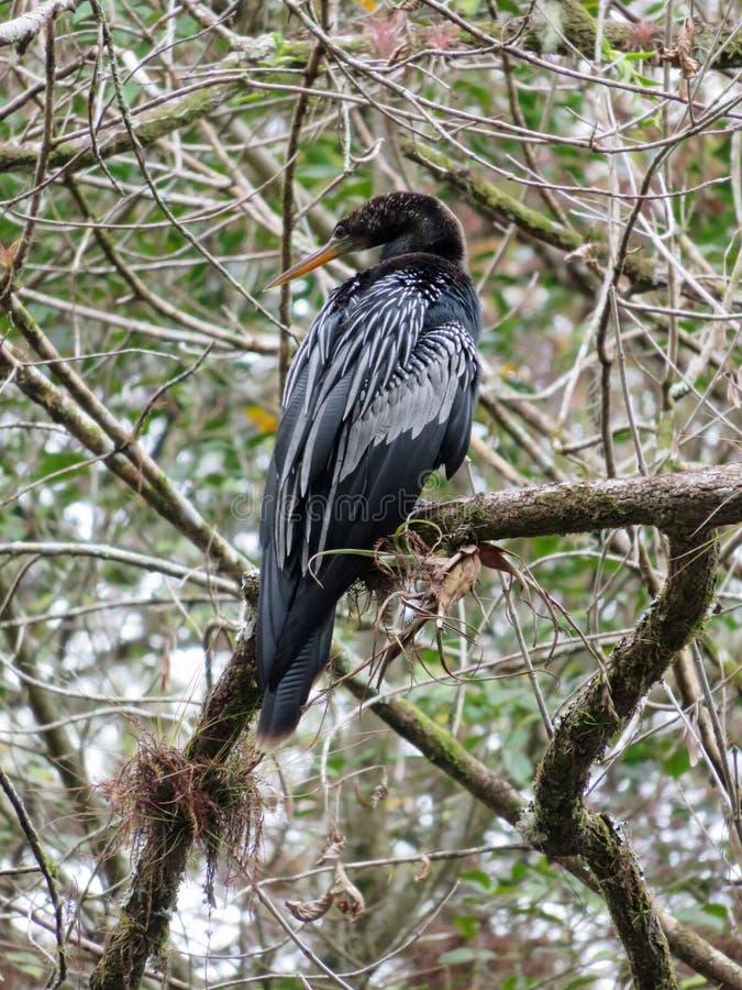 Anhinga bird stock image. Image of swamp, outside, branches - 267789729