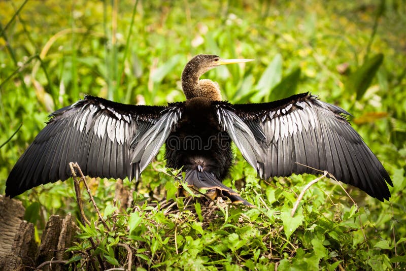 Anhinga bird stock image. Image of animal, background - 29173759