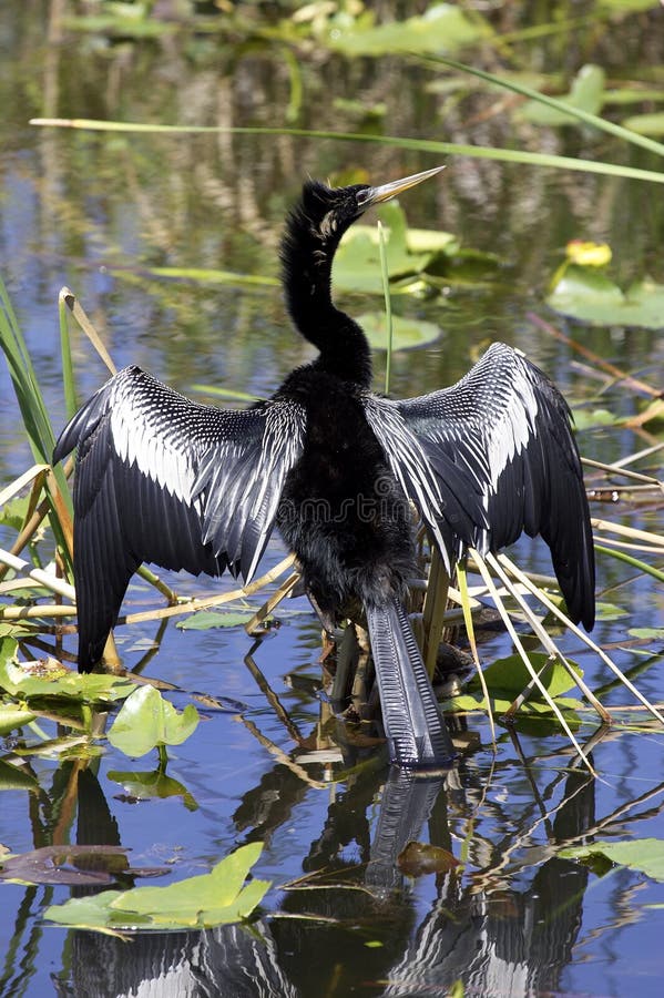 Anhinga Bird Everglades State National Park Florida Usa Stock Image ...