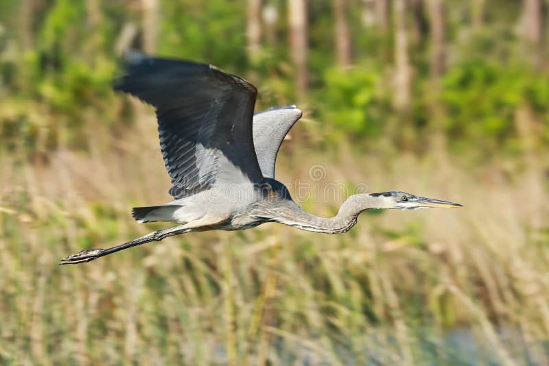 Anhinga Bird in Flight Everglades Florida Stock Photo - Image of flight ...