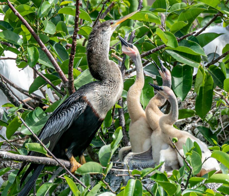 Anhinga Bird with Her Babies Stock Image - Image of tree, birds: 250907755