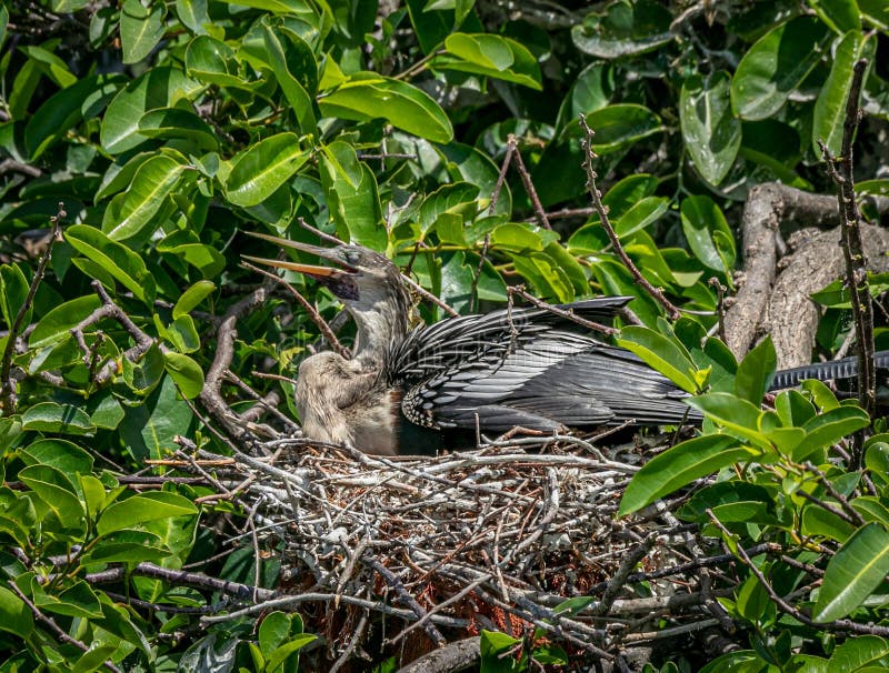Anhinga bird in nest stock image. Image of sitting, anhinga - 250907721